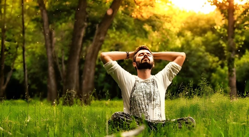 A great way to relax and recharge with a love of trees - MediaRay